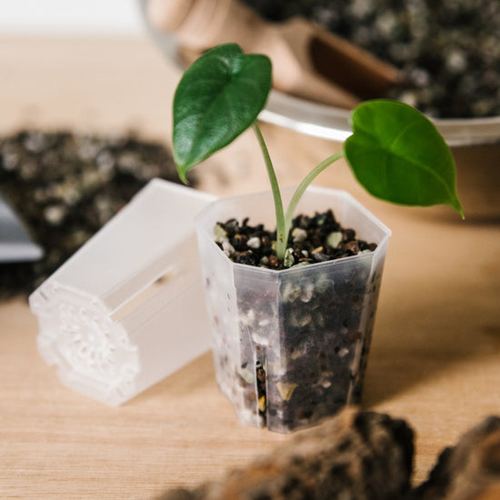 Aroid Tower Pots – Soil Ninja